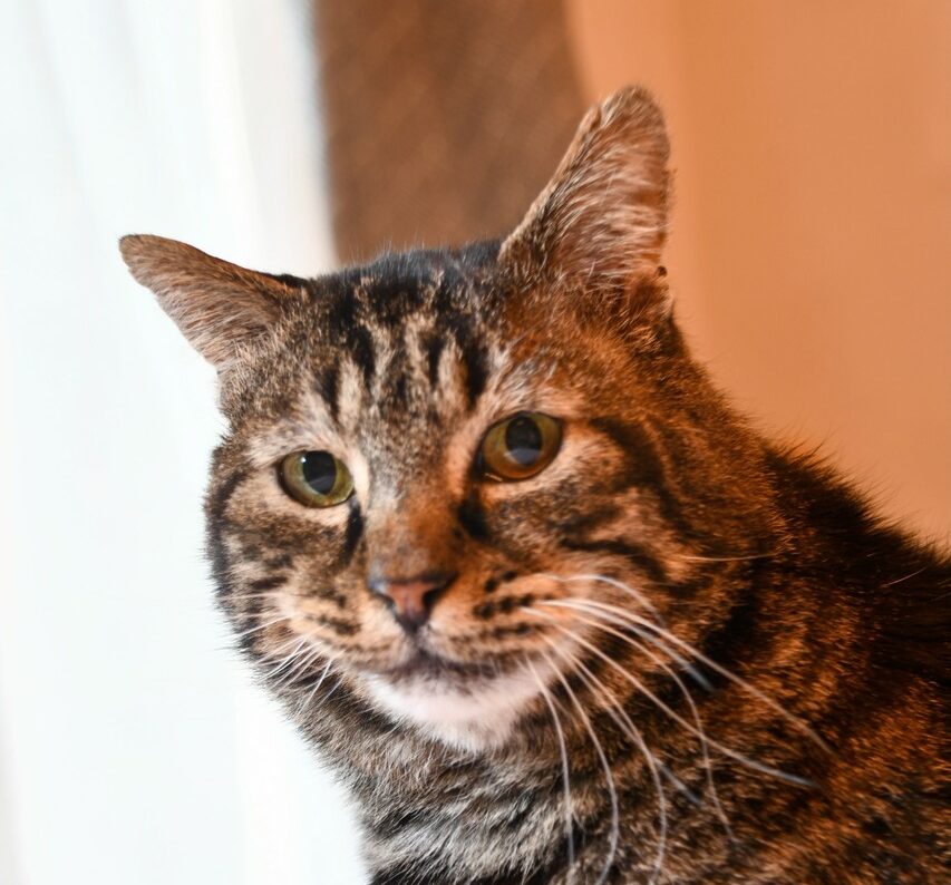 KAMU - 8,5 ANS - ♂︎ - Association Ron'Rhône