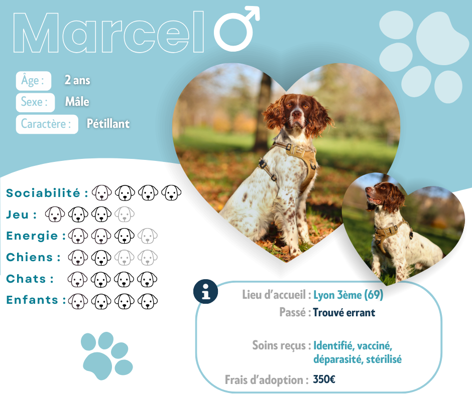 MARCEL - 2,5 ANS - ♂︎ - Association Ron'Rhône